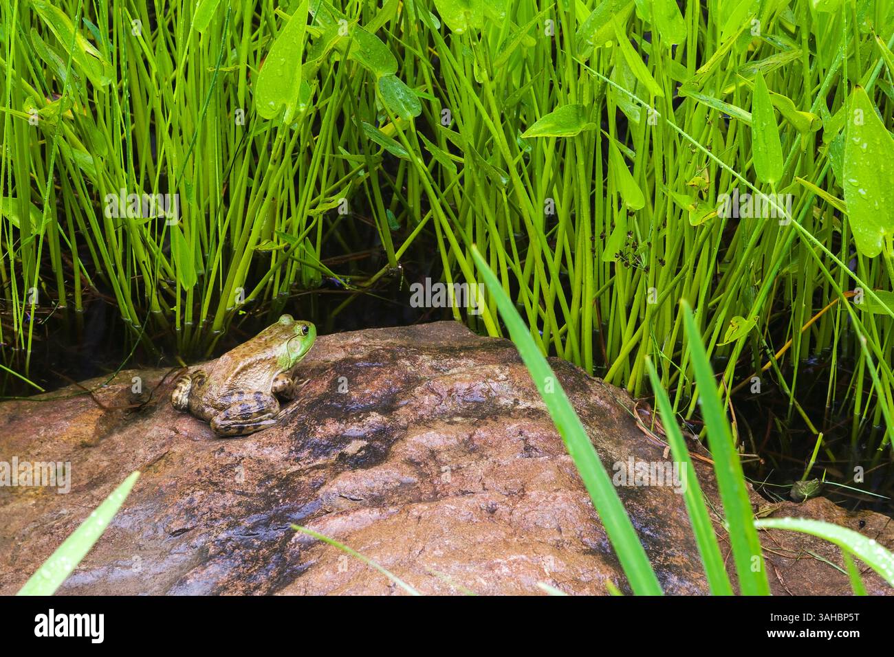 Pond with Rana catesbeiana - American Bullfrog basking on a rock and ...