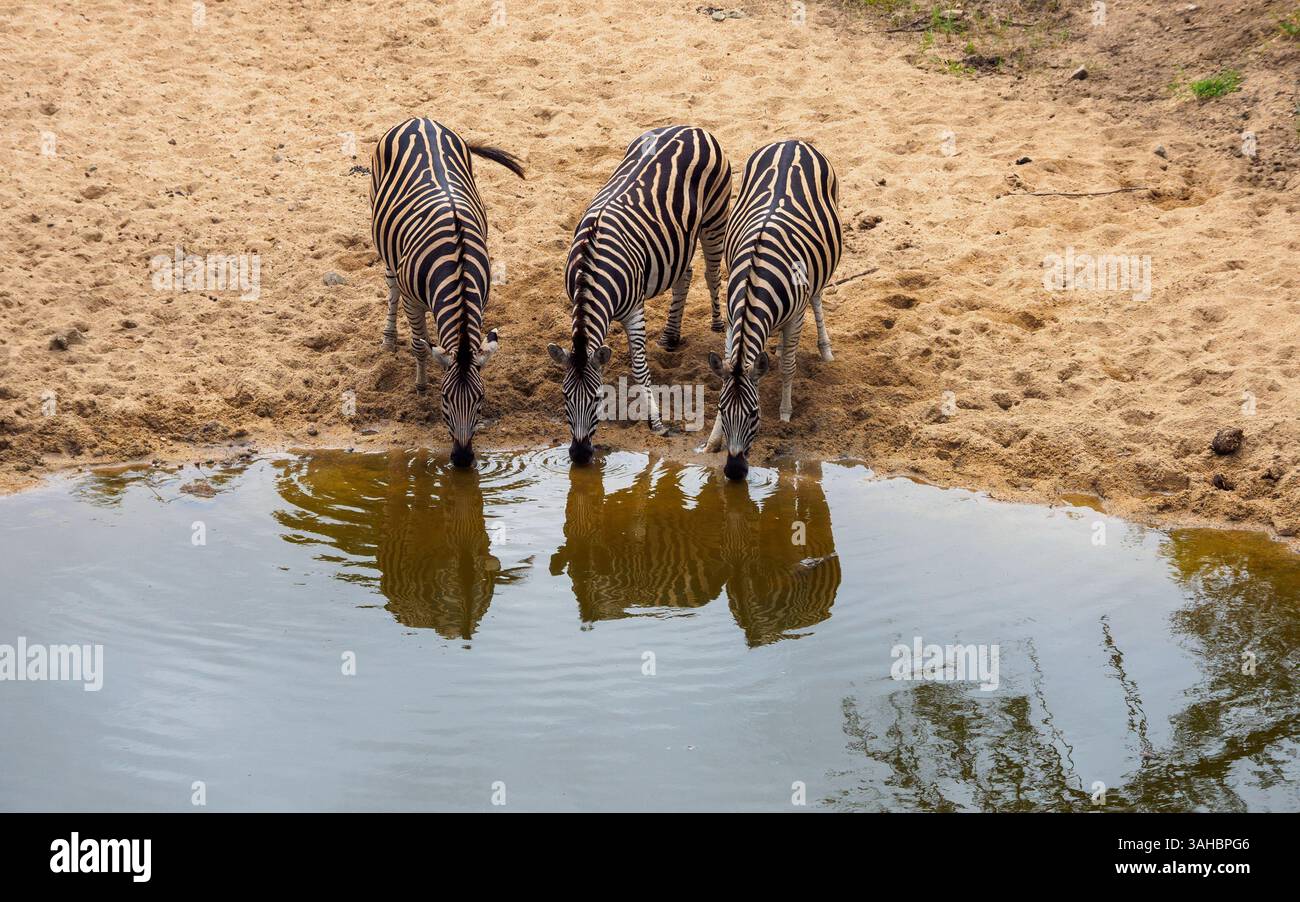 Zebras drinking by a waterhole, Kruger National Park, South Africa ...