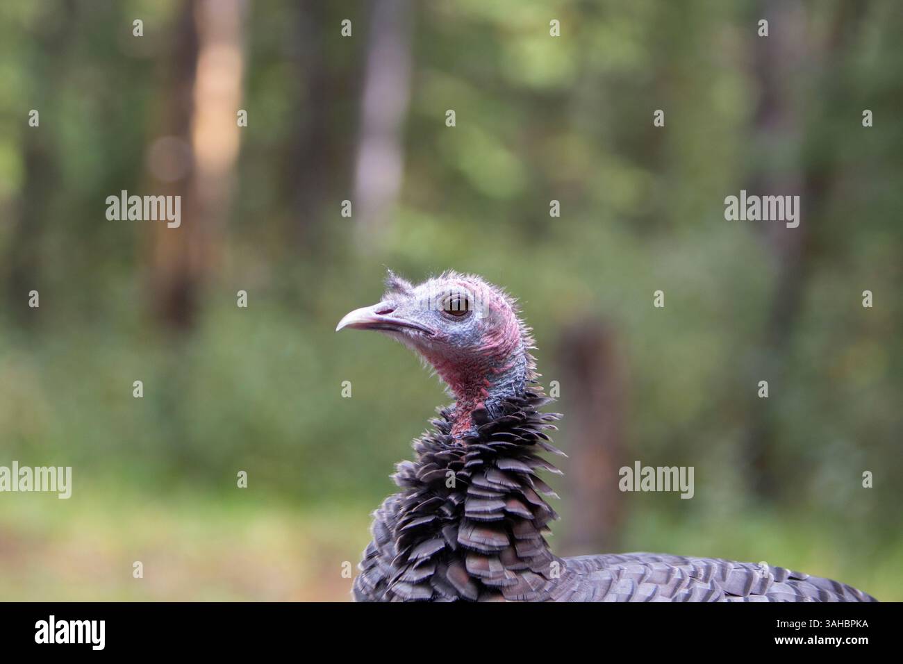 A Wild Colourful Turkey scavenging for food in the Canadian forest ...