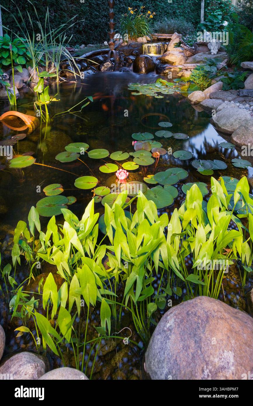 Illuminated rock edged pond with cascading waterfall and Pontederia ...