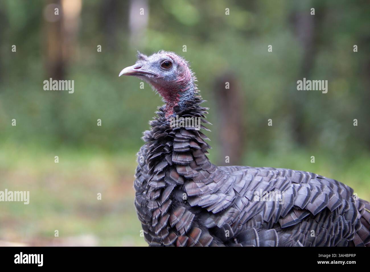 A Wild Colourful Turkey scavenging for food in the Canadian forest ...