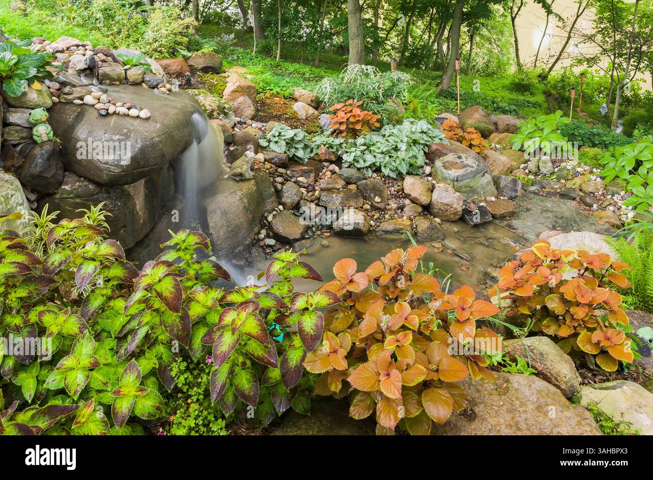 Waterfall and pond bordered by Solenostemon - Coleus, Diervilla ...