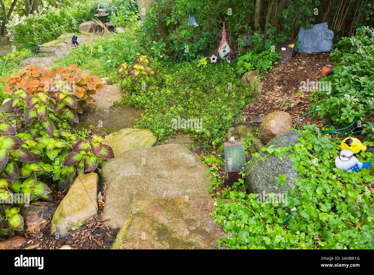 Natural stone step path bordered by Solenostemon - Coleus, Asperula ...