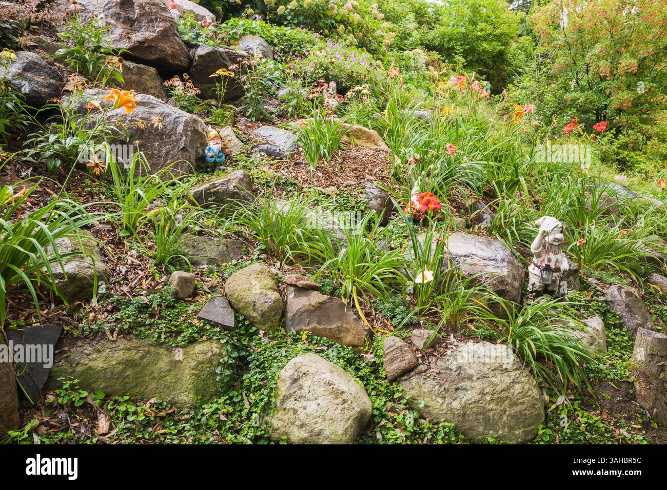 Lysimachia nummularia 'Aurea' - Golden creeping Jenny, Hemerocallis ...