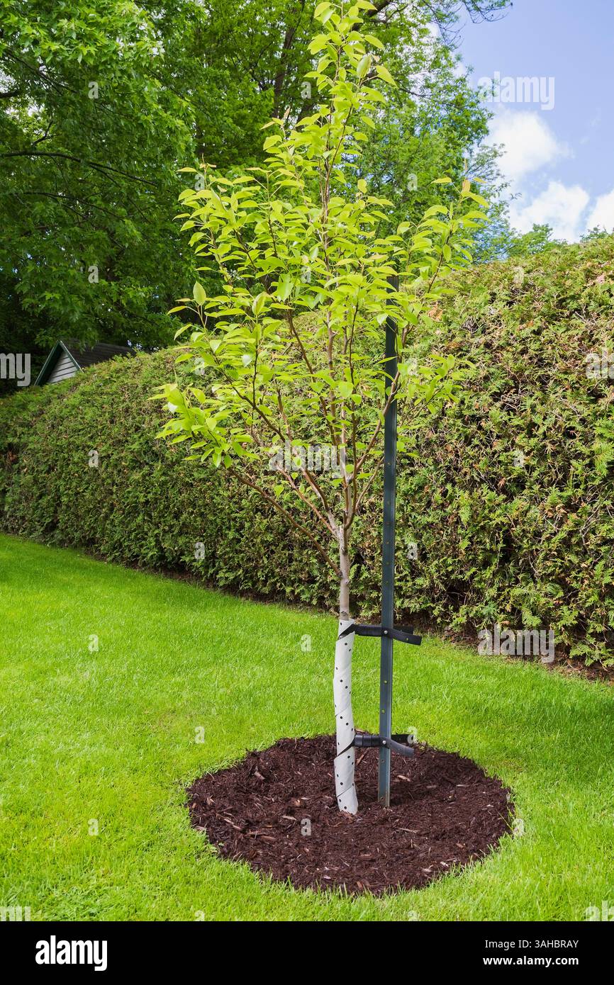 Pyrus-'Flemish Beauty' Pear tree recently planted with metal stake and ...