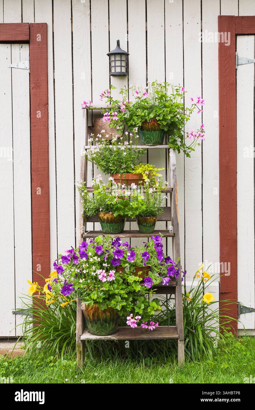 Pink Geranium - Cranesbill, purple Petunia 'Night Sky', Lysimachia ...