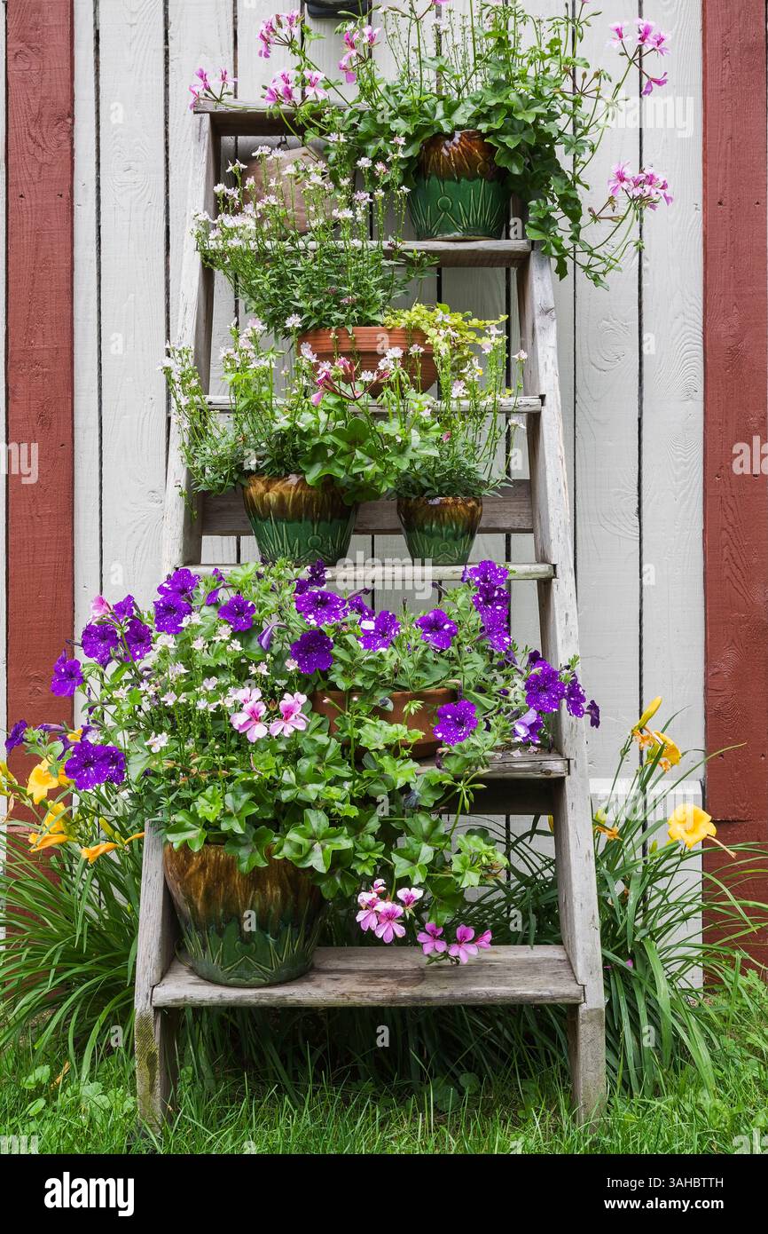 Pink Geranium - Cranesbill, purple Petunia 'Night Sky', Lysimachia ...