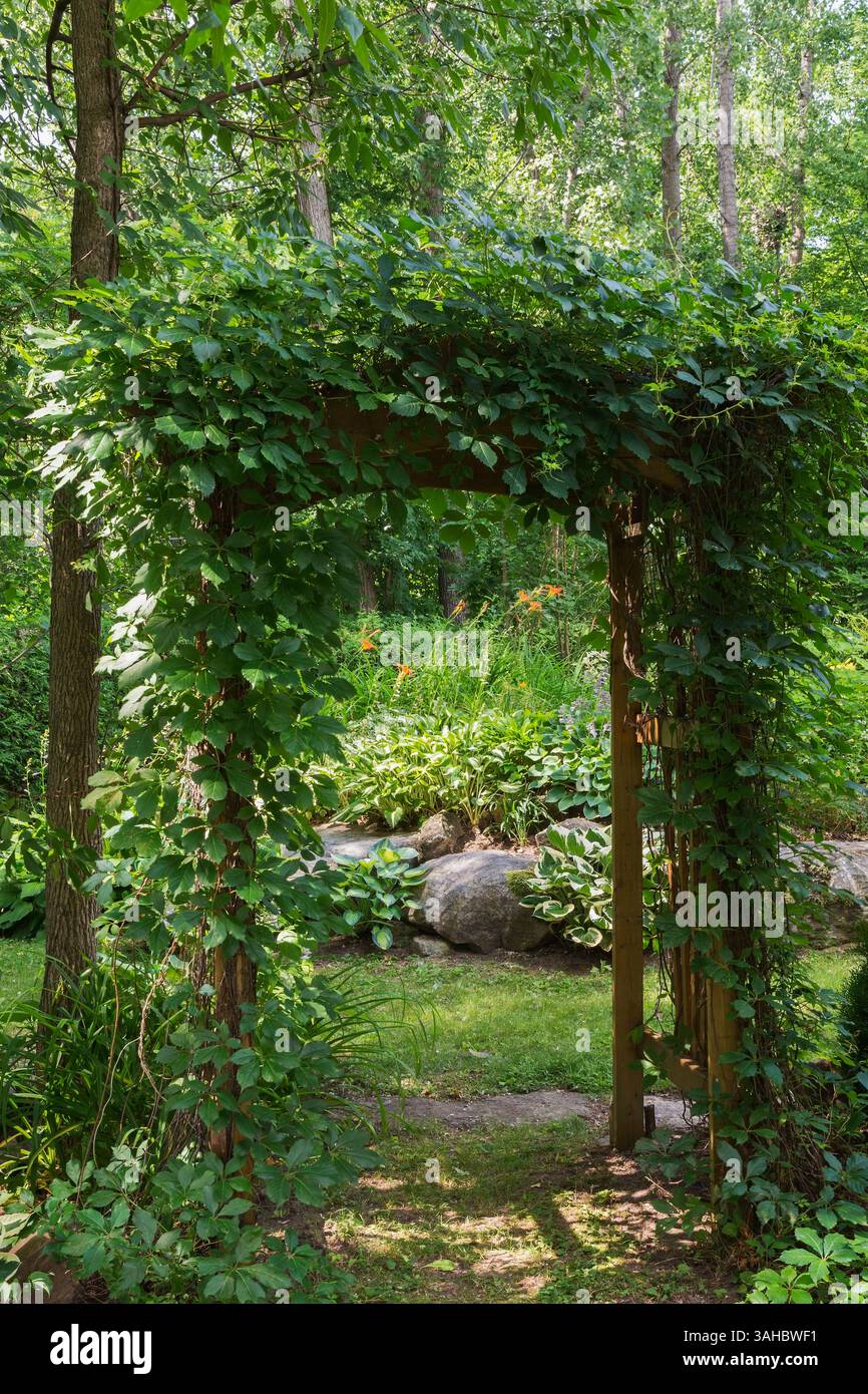 Pathway through wooden arbour covered with climbing Vitis - Vines ...