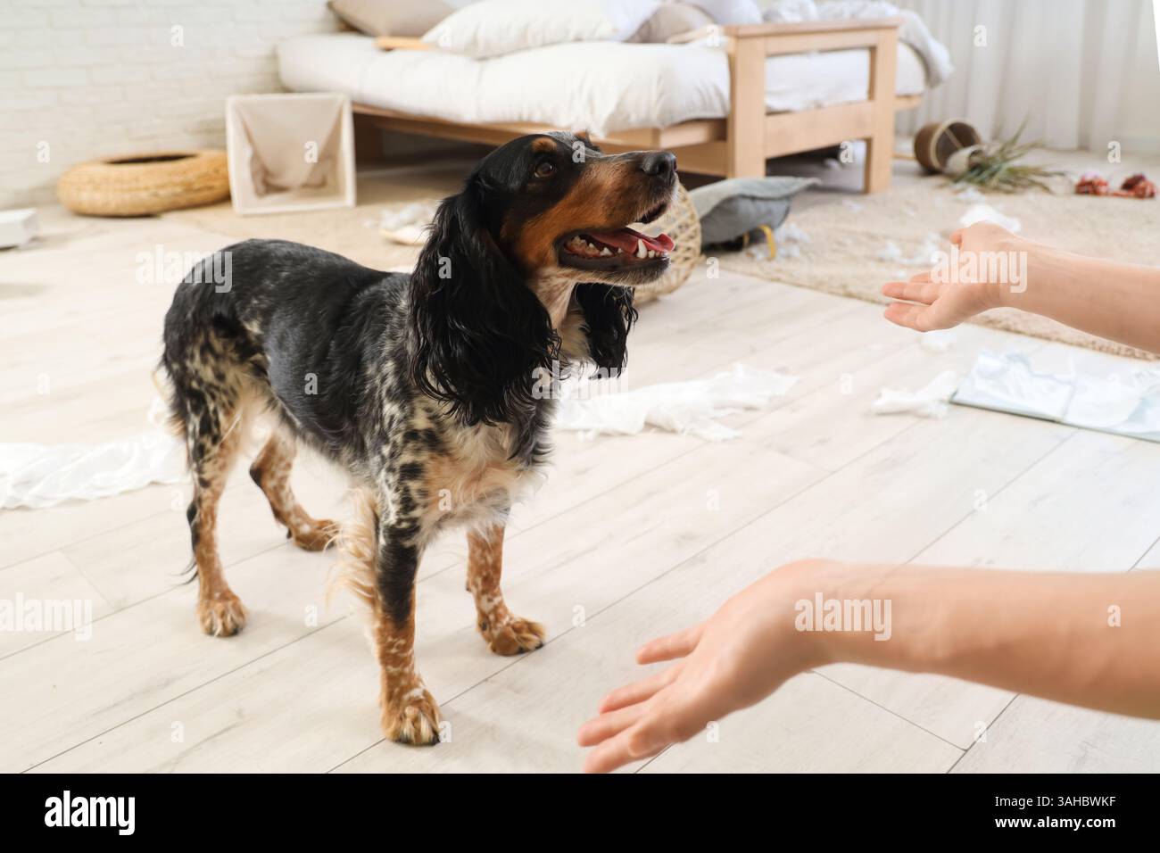Owner scolding naughty cocker spaniel in messy bedroom Stock Photo - Alamy