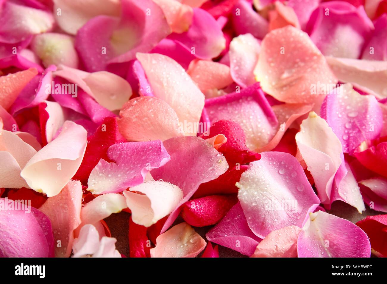 Beautiful colorful rose petals as background, closeup Stock Photo - Alamy