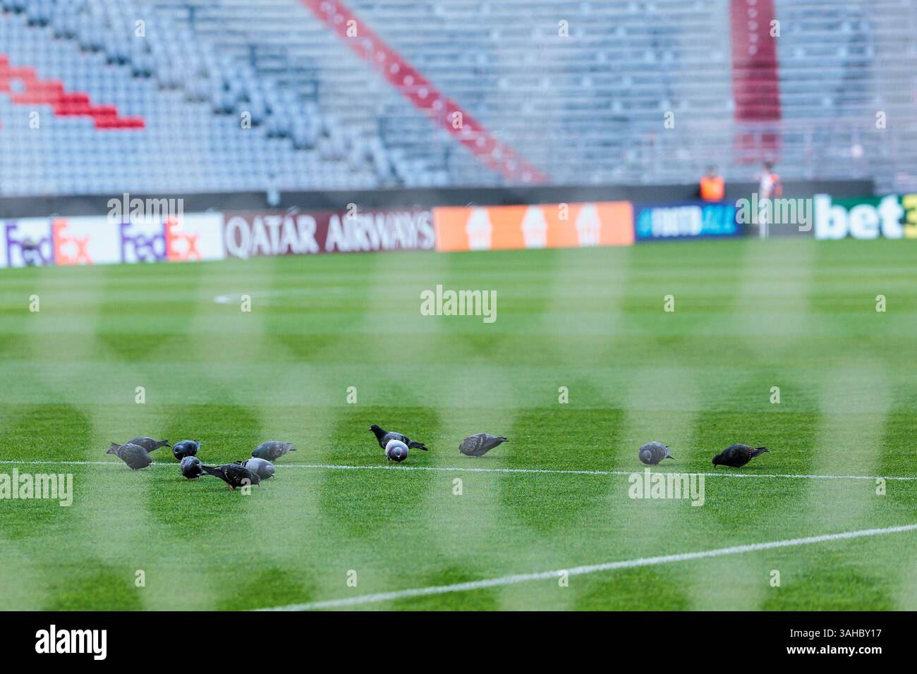 Tauben auf dem Rasen der Allianz Arena UEFA Champions League ...