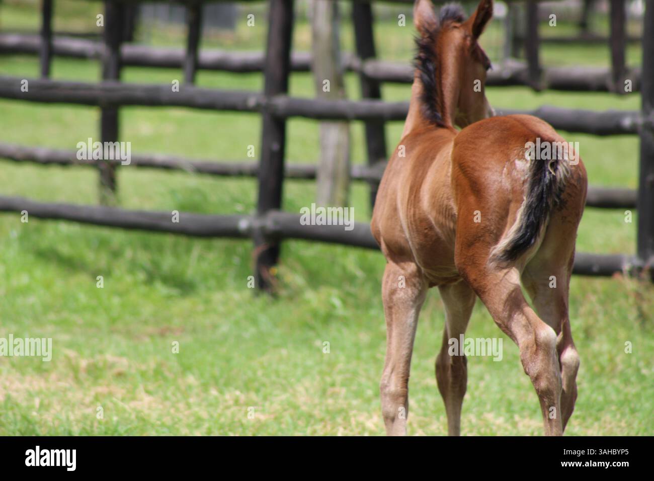 Horse foal on grass meadow Stock Photo - Alamy