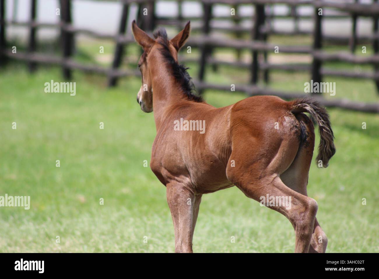 Side view baby horse hi-res stock photography and images - Alamy