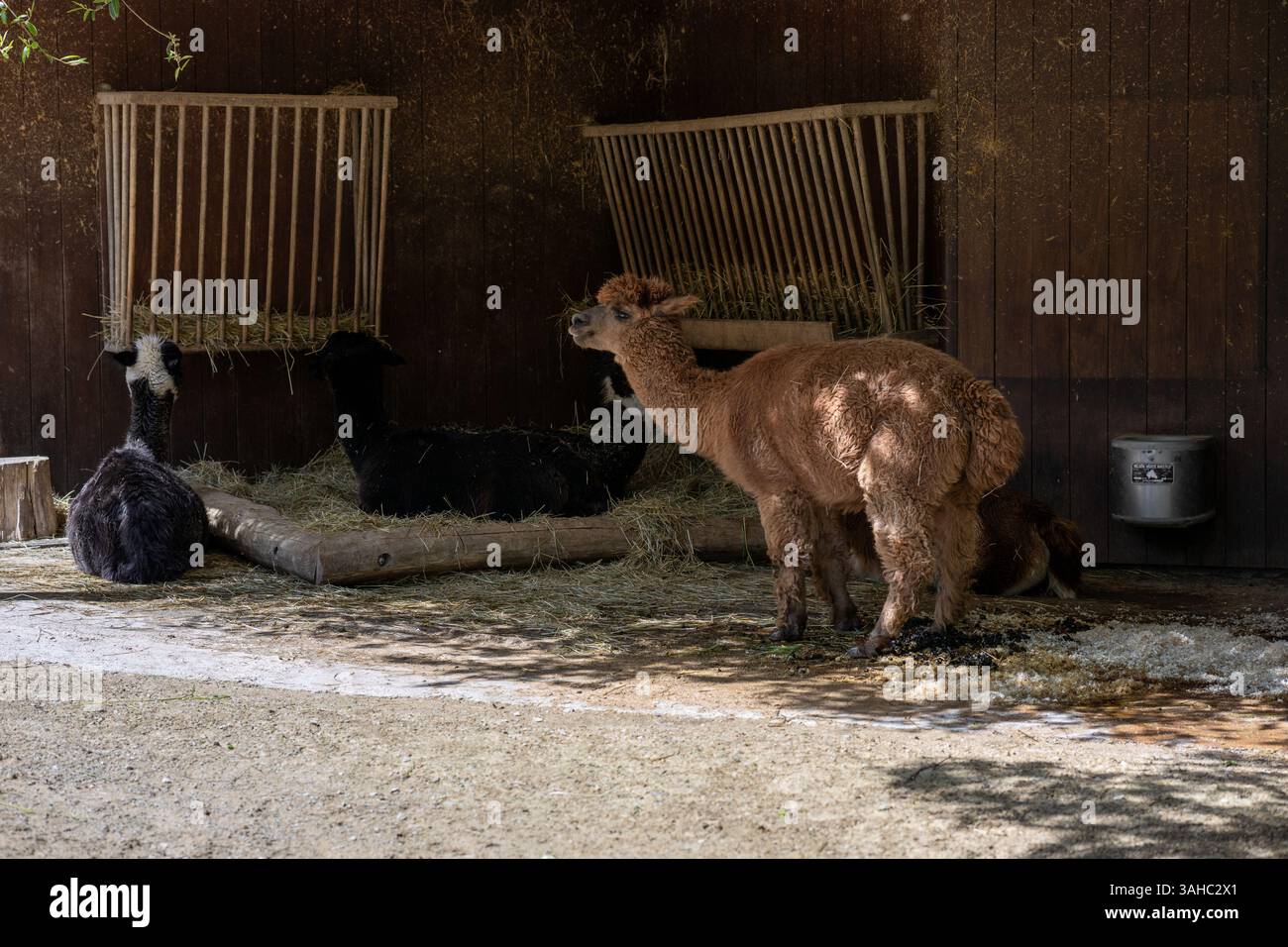 Zurich, Switzerland, Zurich ZOO, 5 June, 2023. A group of alpacas rests ...