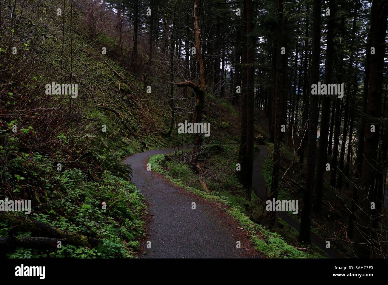 A dark forest path in the Columbia River Gorge featuring ferns and ...