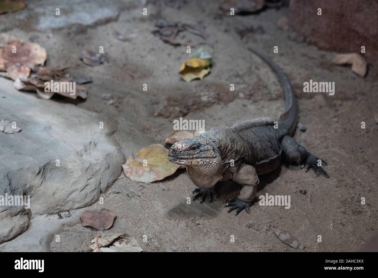 A large iguana rests under a spotlight in a sandy desert-like terrarium ...
