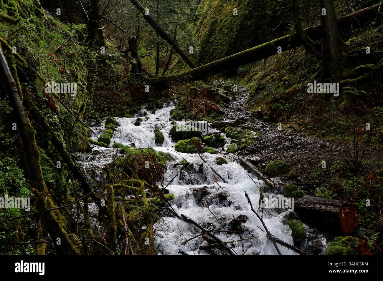 A rushing stream in the Columbia River Gorge surrounded by moss and ...