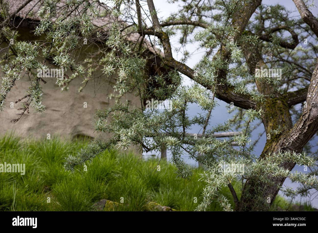 A rugged tree with silvery-green needle-like leaves stretches its ...