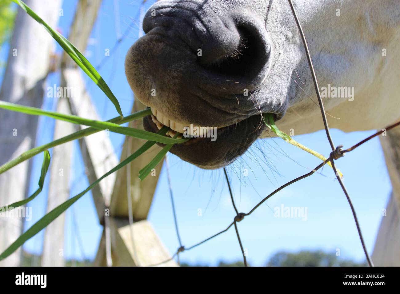 White horse eating grass through fence Stock Photo - Alamy