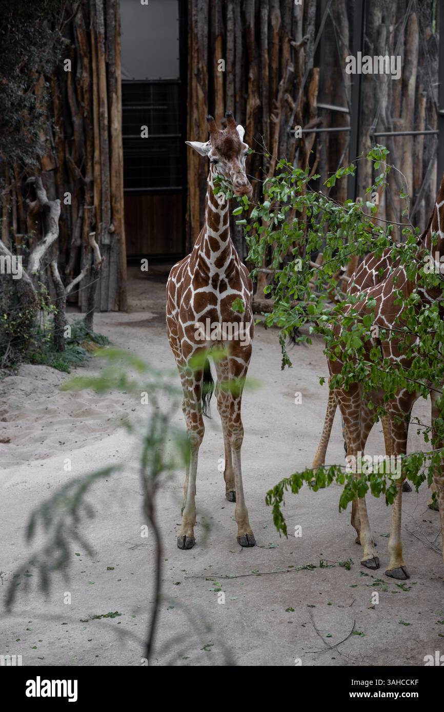 A close up photo of a giraffe feeding on green leafy branches inside a ...