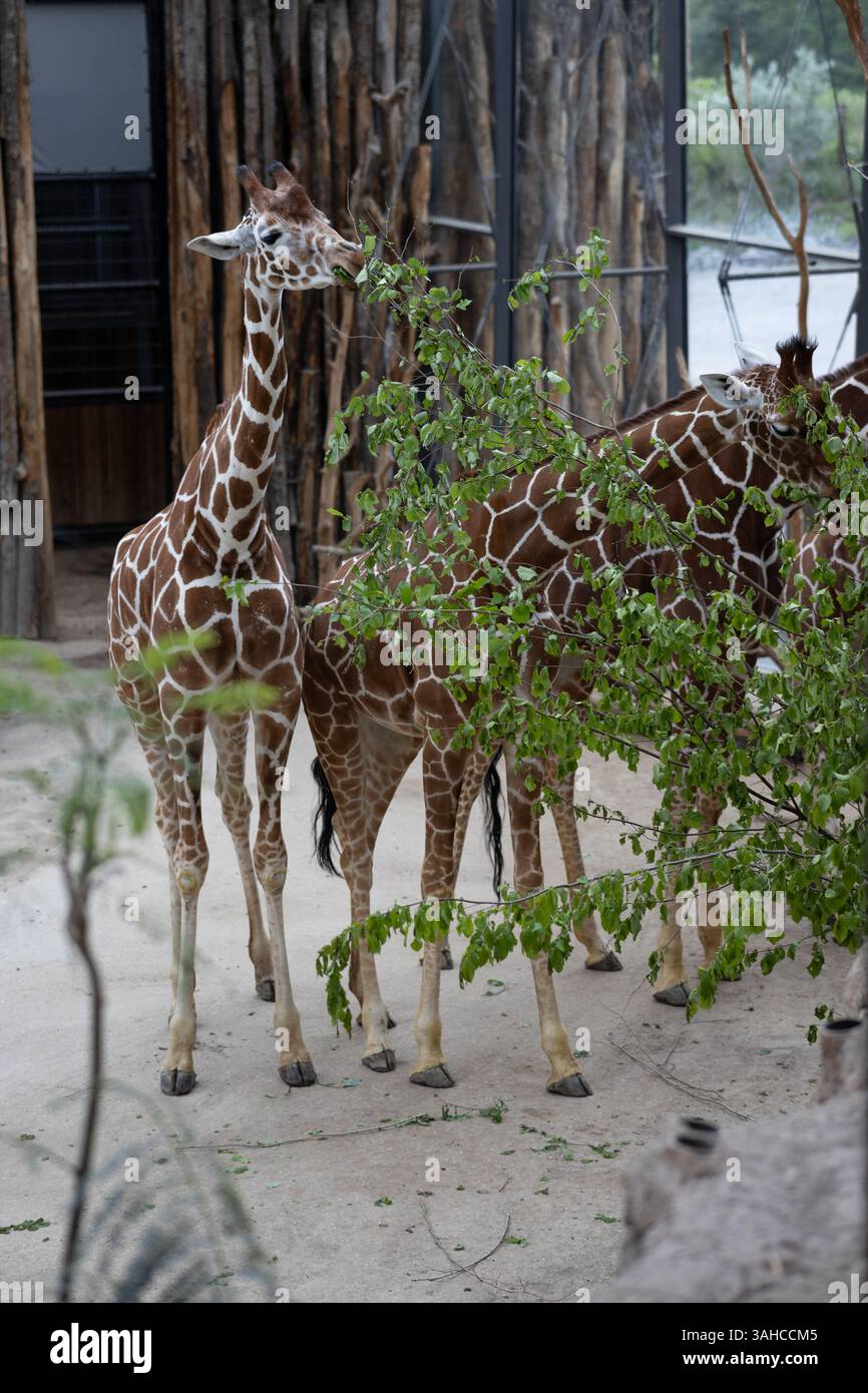 Zurich, Switzerland, Zurich ZOO, 5 June, 2023. A close up photo of a ...