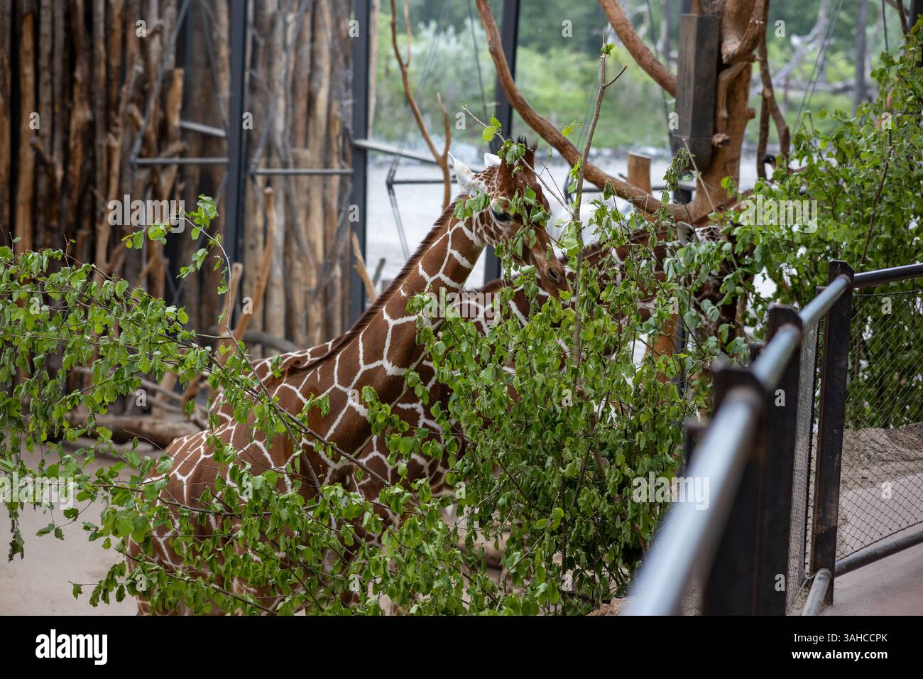 A close up photo of a giraffe feeding on green leafy branches inside a ...