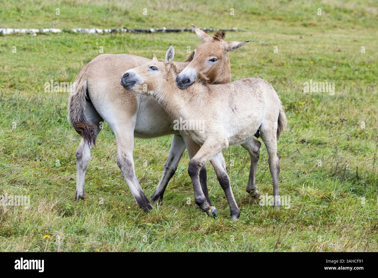 Przewalski's horse (Equus przewalski) capive Germany Stock Photo - Alamy