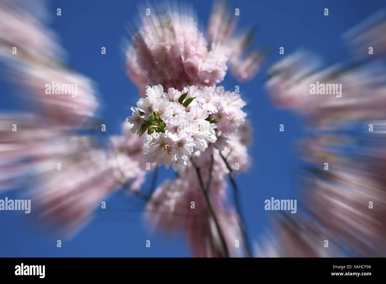 Japanese Cherry, Oriental Cherry, Japanese Cherry Tree, Japanese ...
