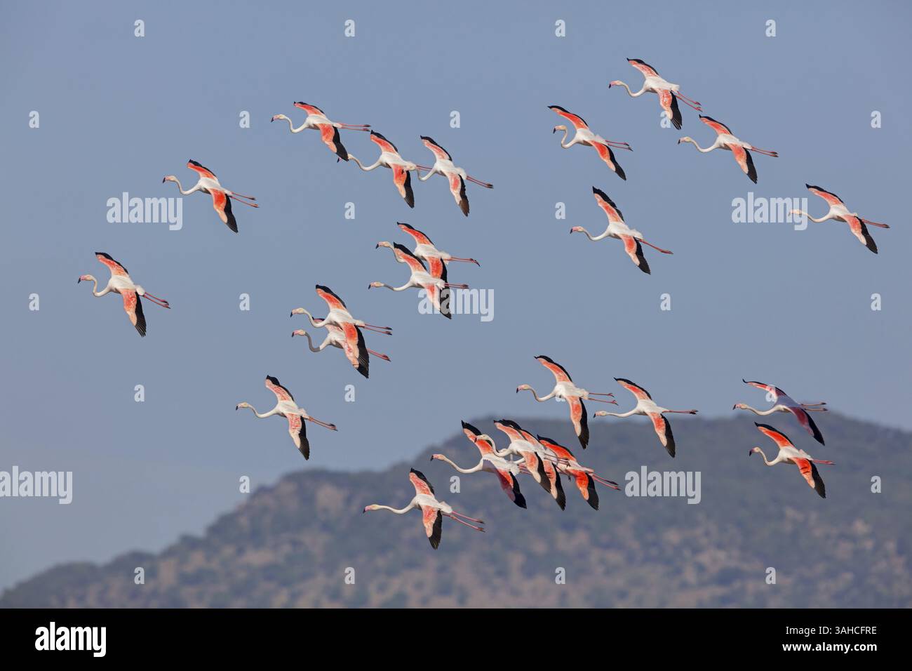 Pink flamingo, (Phoenicopterus ruber), Phoenicopterus roseus, animals ...