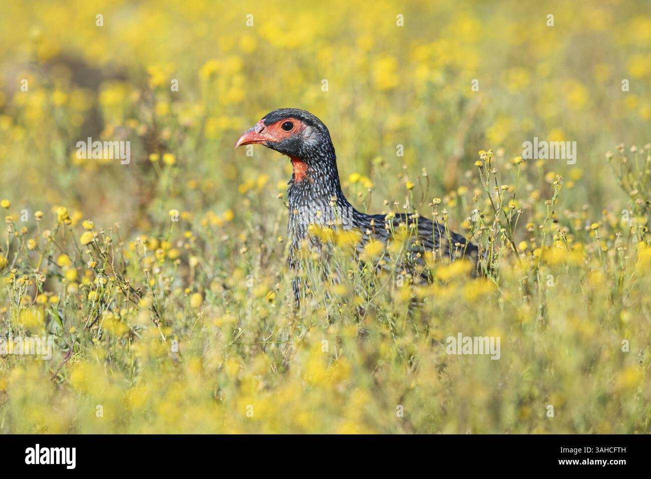 Red-throated francolin, (Francolinus afer), animals, birds, pheasant ...