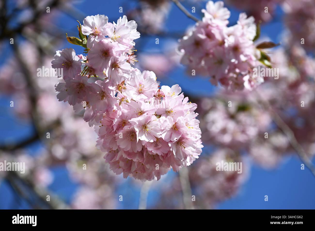 Japanese Cherry, Japanese Blossom Cherry, Oriental Cherry, Japanese ...