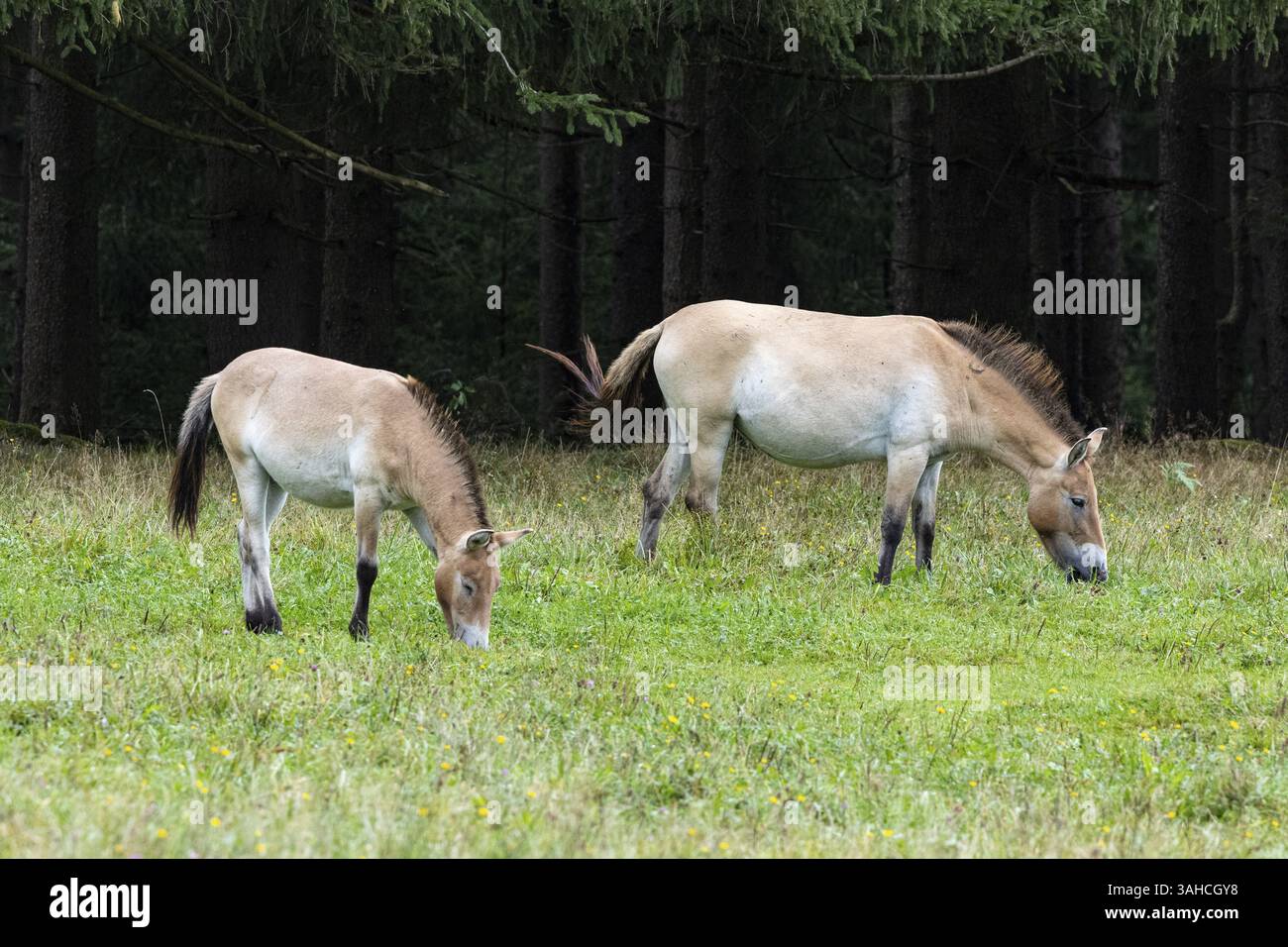 Przewalski's horse (Equus przewalski Stock Photo - Alamy