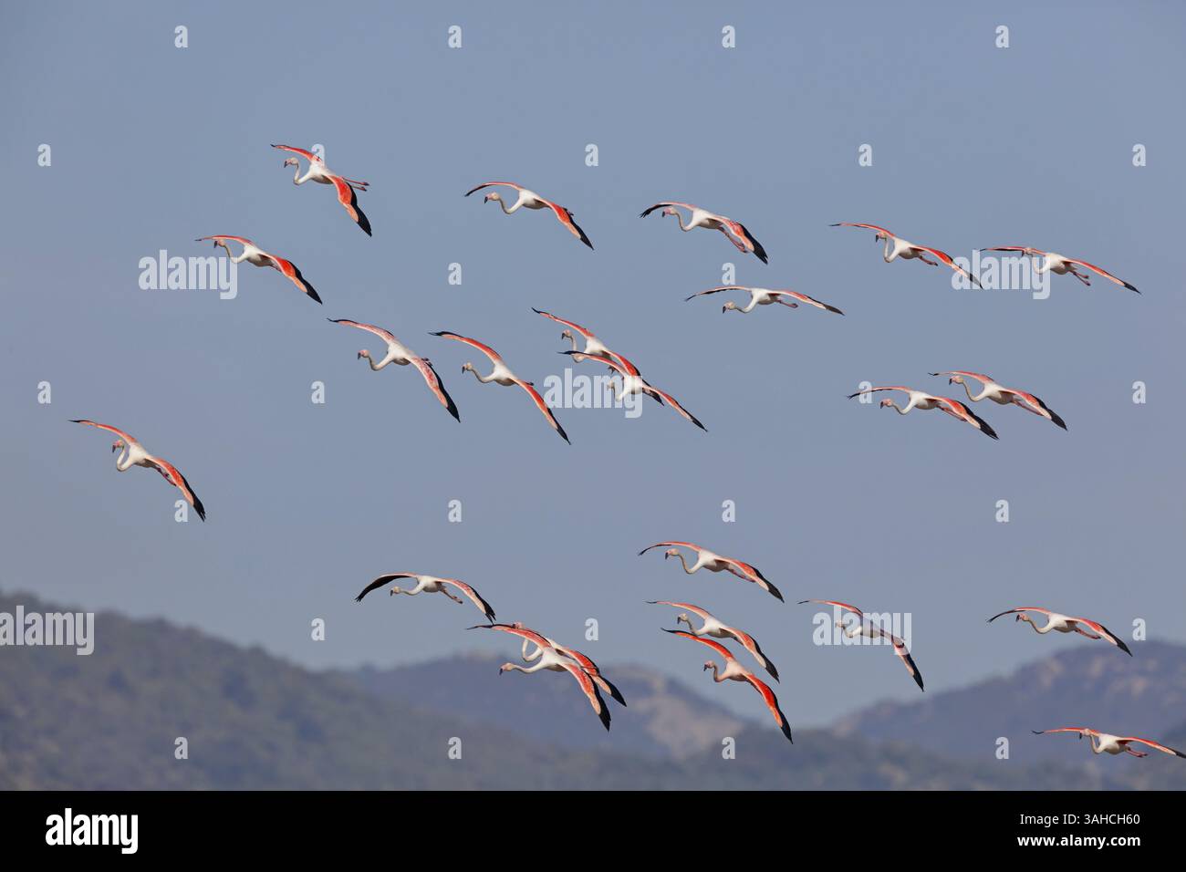 Pink flamingo, (Phoenicopterus ruber), Phoenicopterus roseus, animals ...
