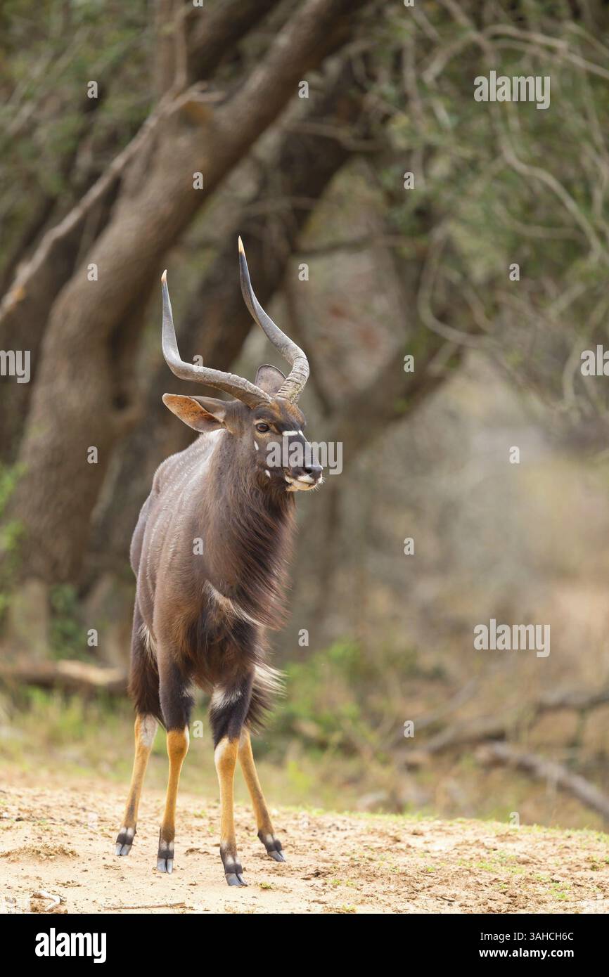 Nyala, lowland nyala, lowland nyala, (Tragelaphus angasii), antelope ...