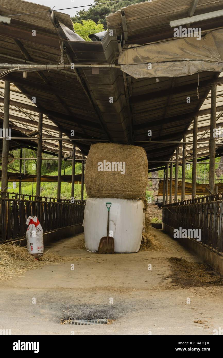 Daejeon, South Korea. May 4, 2020:, Bales of hay lined up down center ...