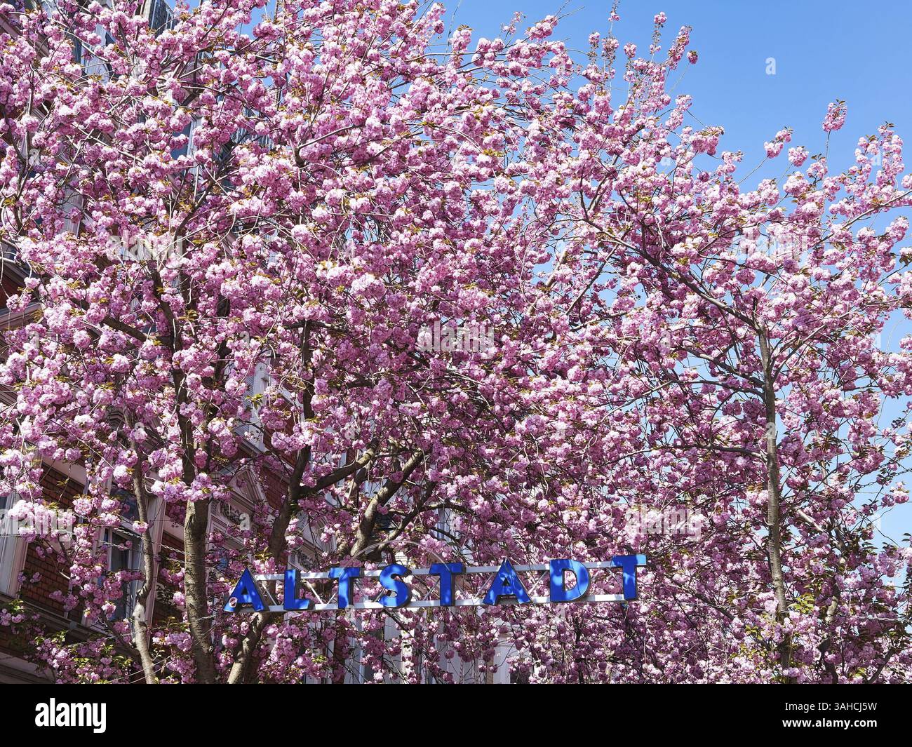 Cherry blossom in Bonn's historic city centre, Japanese flowering ...