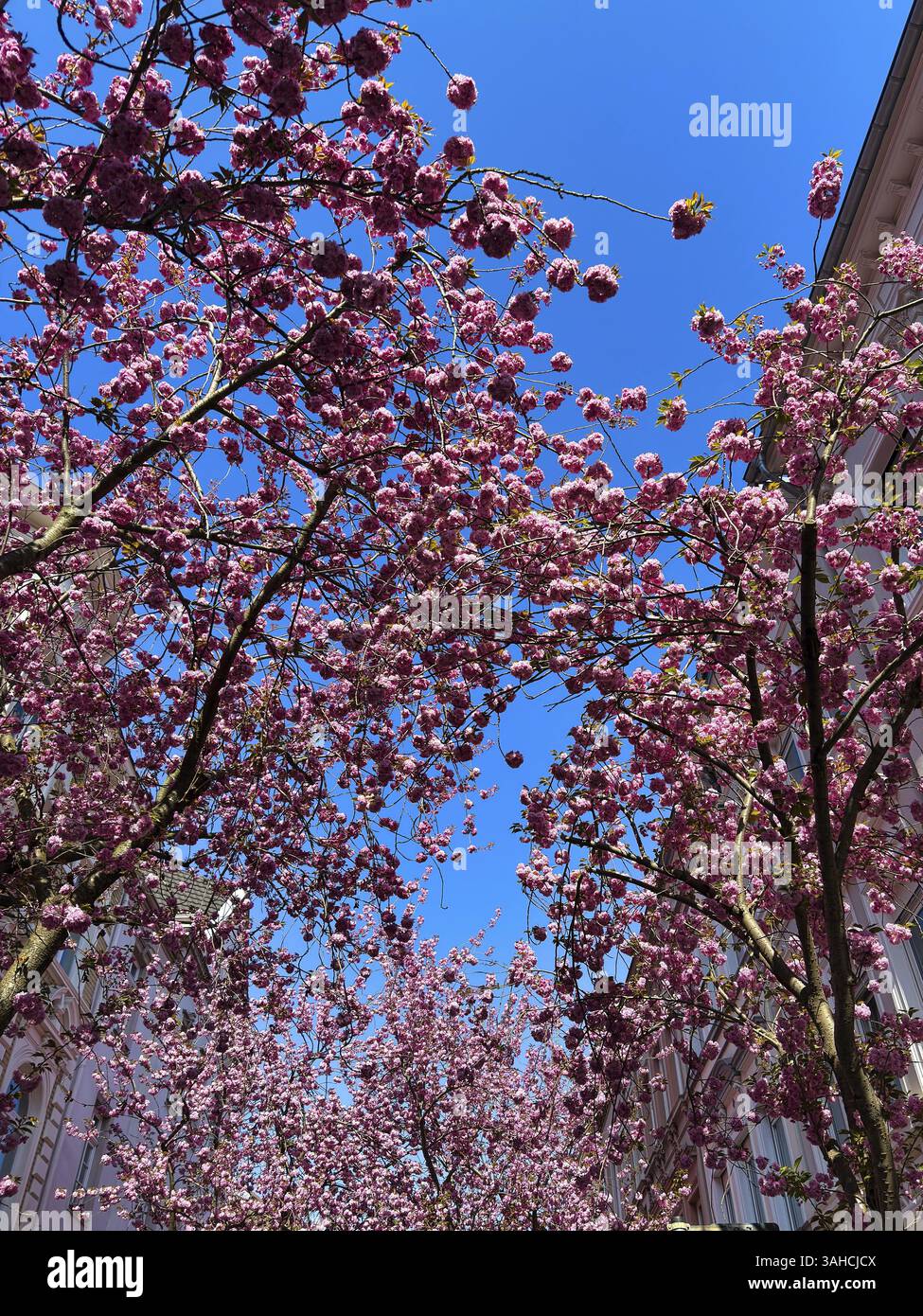 Cherry blossom in Bonn's historic city centre, Japanese flowering ...