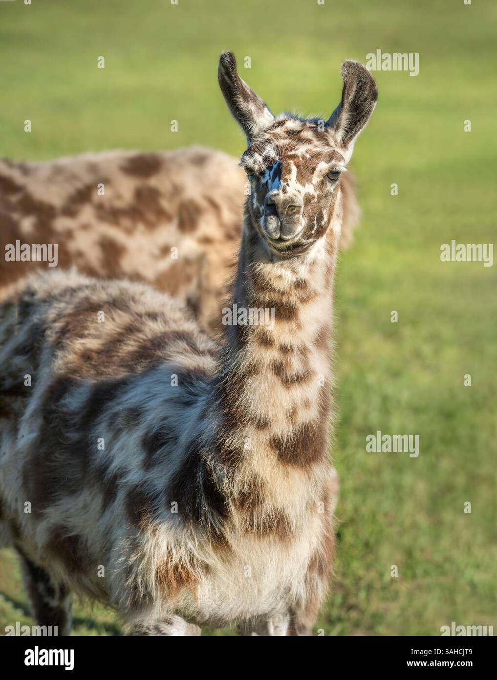 adult Spotted LLama in green paddock Stock Photo - Alamy