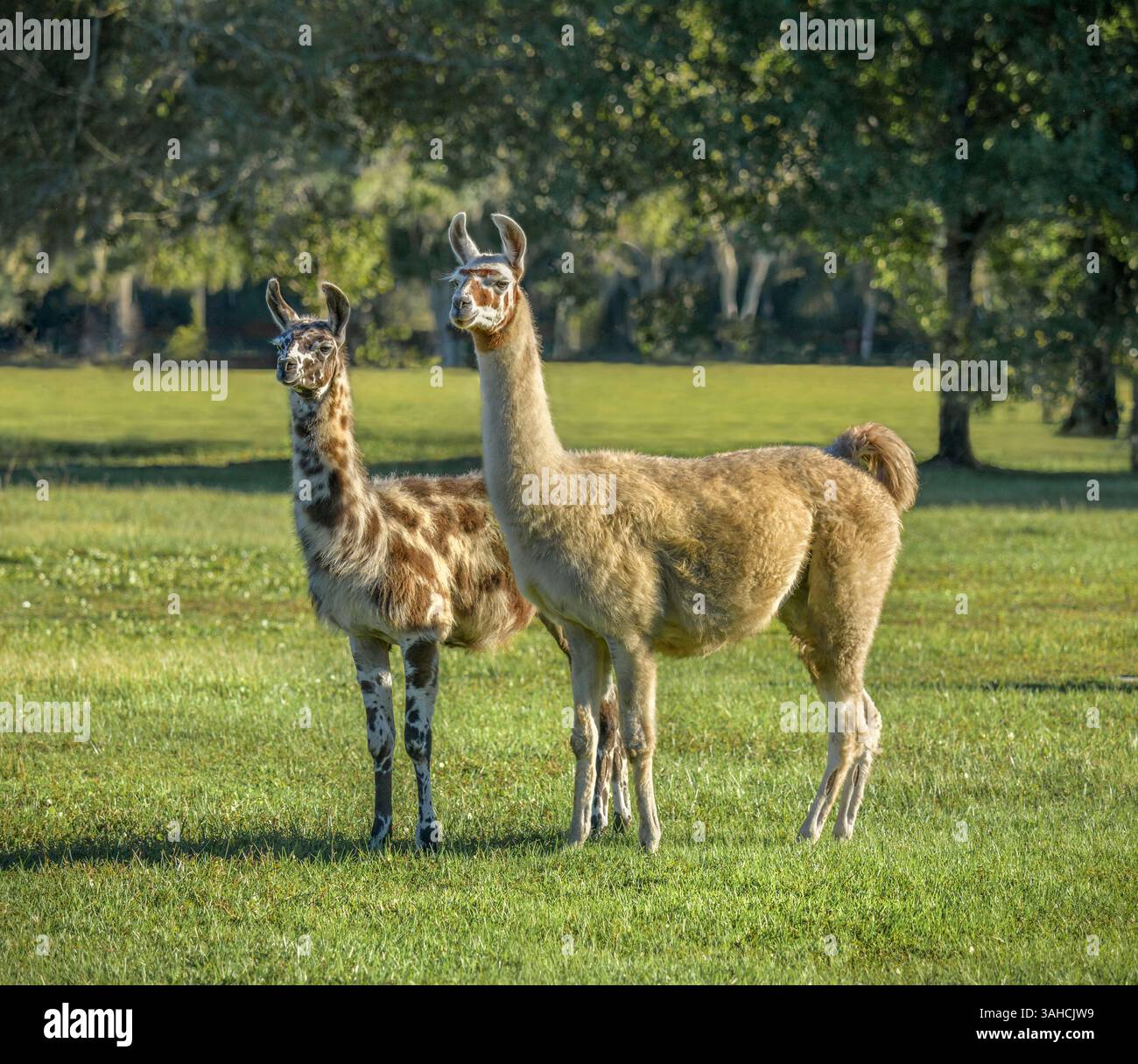 adult llama pair in grass field Stock Photo - Alamy