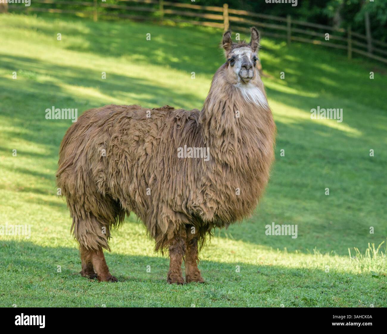 adult male Llama pet standing in grass pasture Stock Photo - Alamy