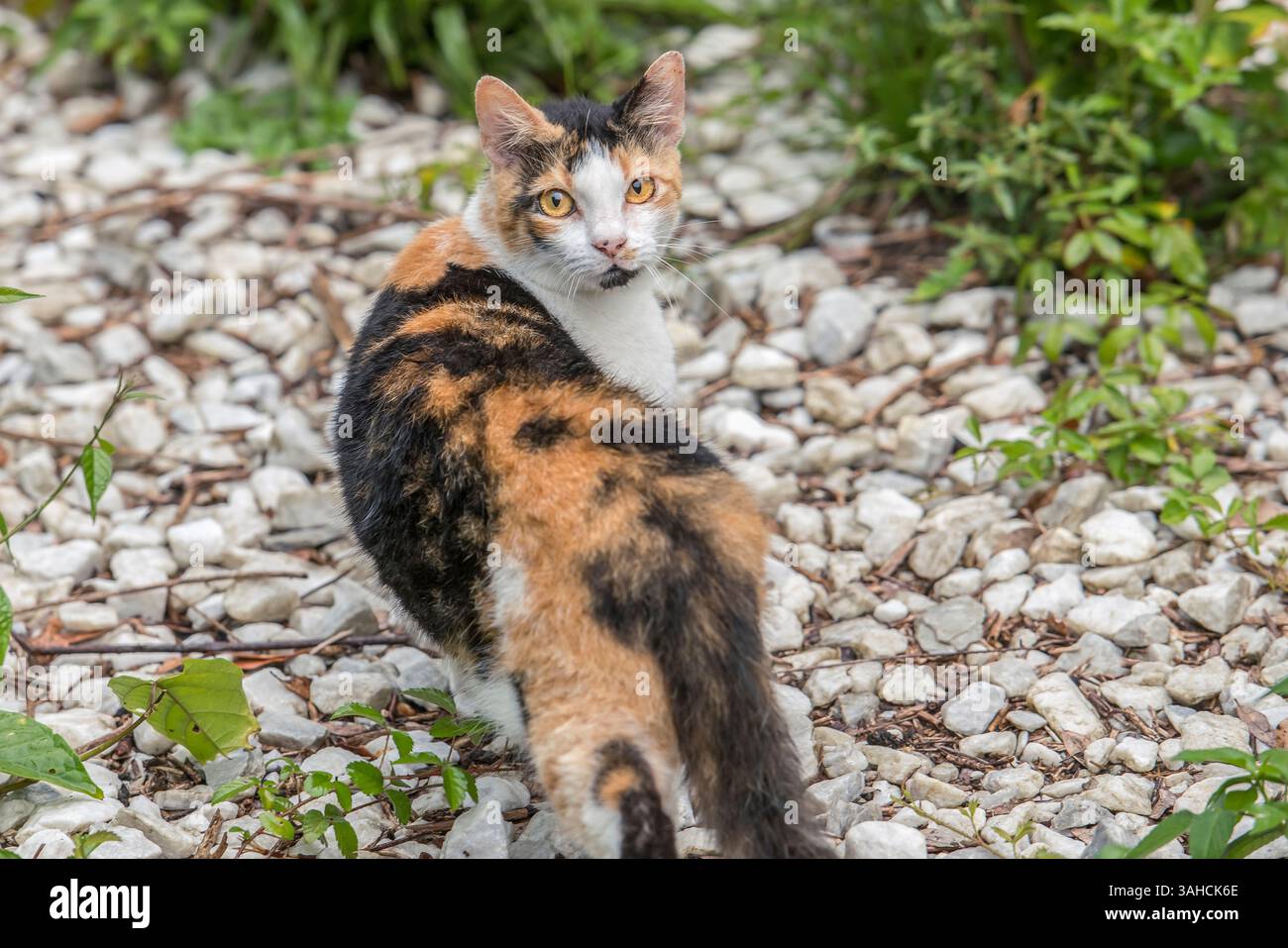 Calico cat hi-res stock photography and images - Alamy