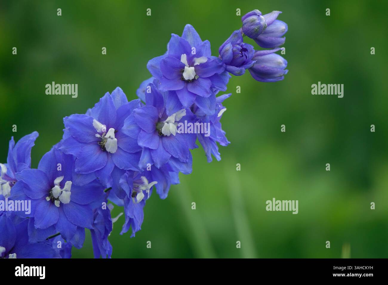 These gorgeous delphiniums are a vibrant splash of color, a perfect way ...