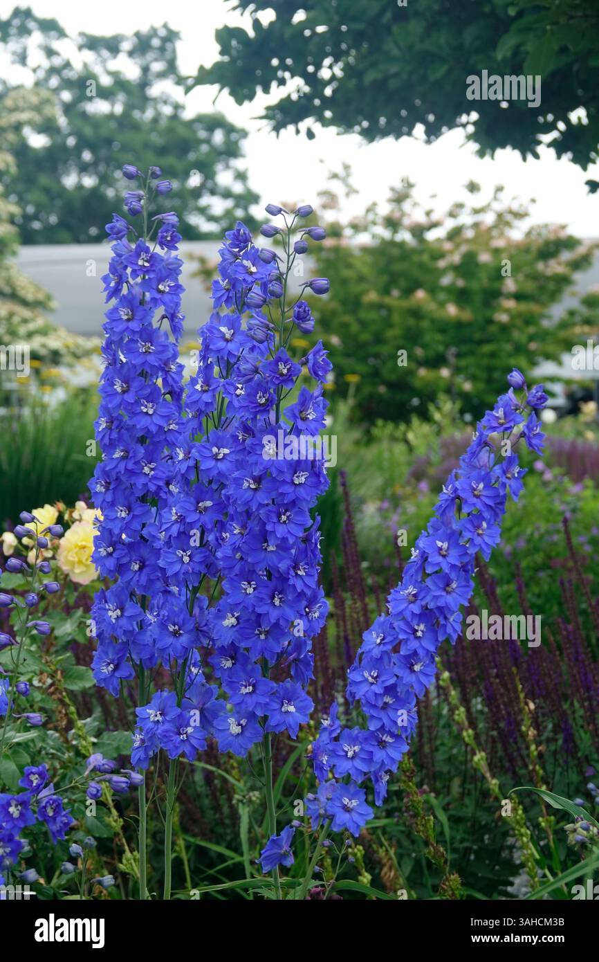 These gorgeous delphiniums are a vibrant splash of color, a perfect way ...
