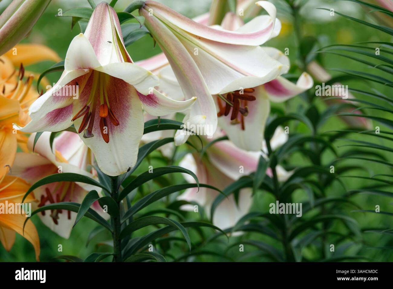 Lilium regale, also called the regal lily, royal lily, king's lily with ...