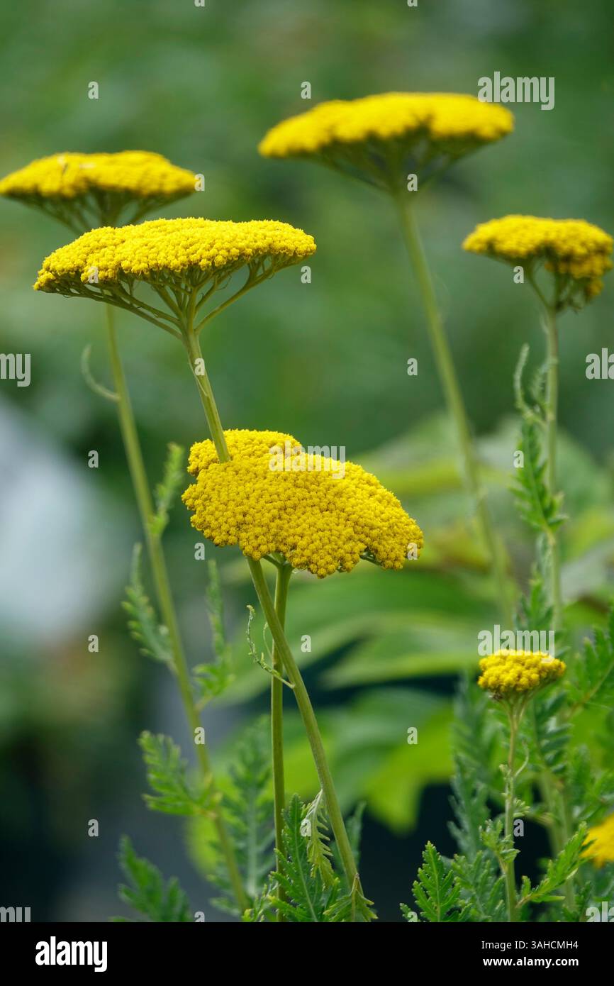 A close-up view of yarrow flowers, revealing their beautiful flowers ...