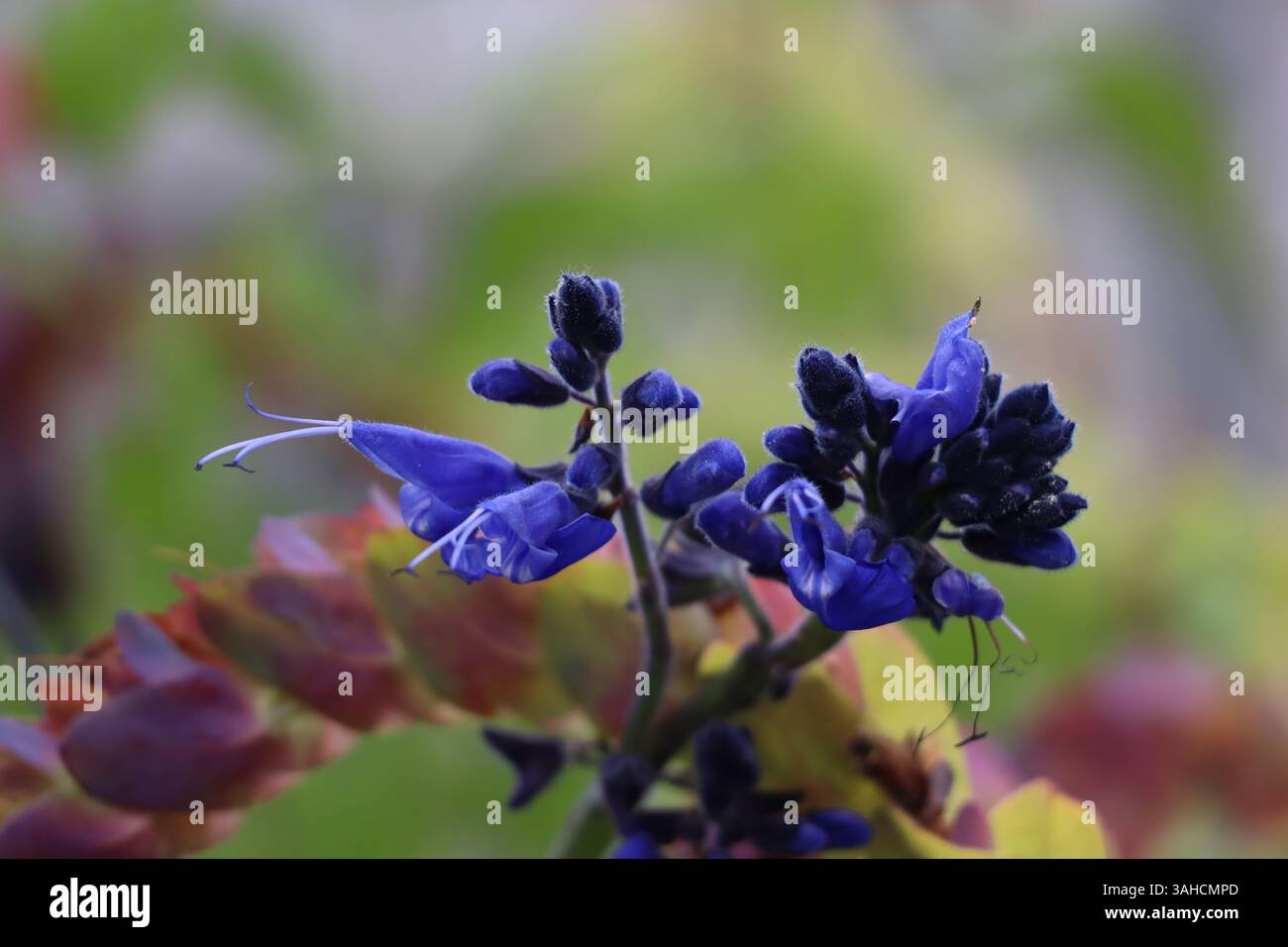 These bluebeard flowers are a breathtaking display of color Stock Photo ...