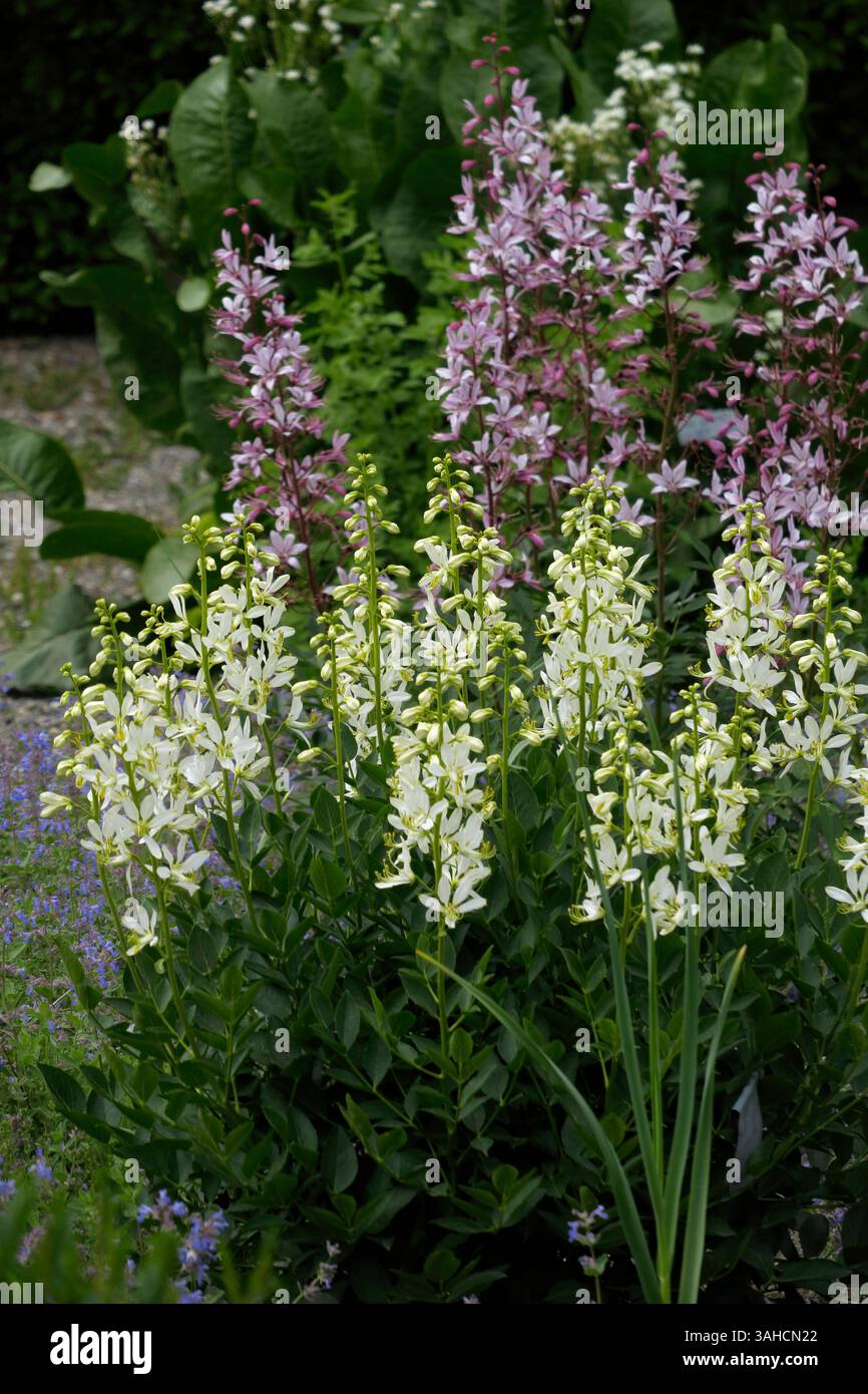 These gas plant’s delicate flowers create a breathtaking display of ...