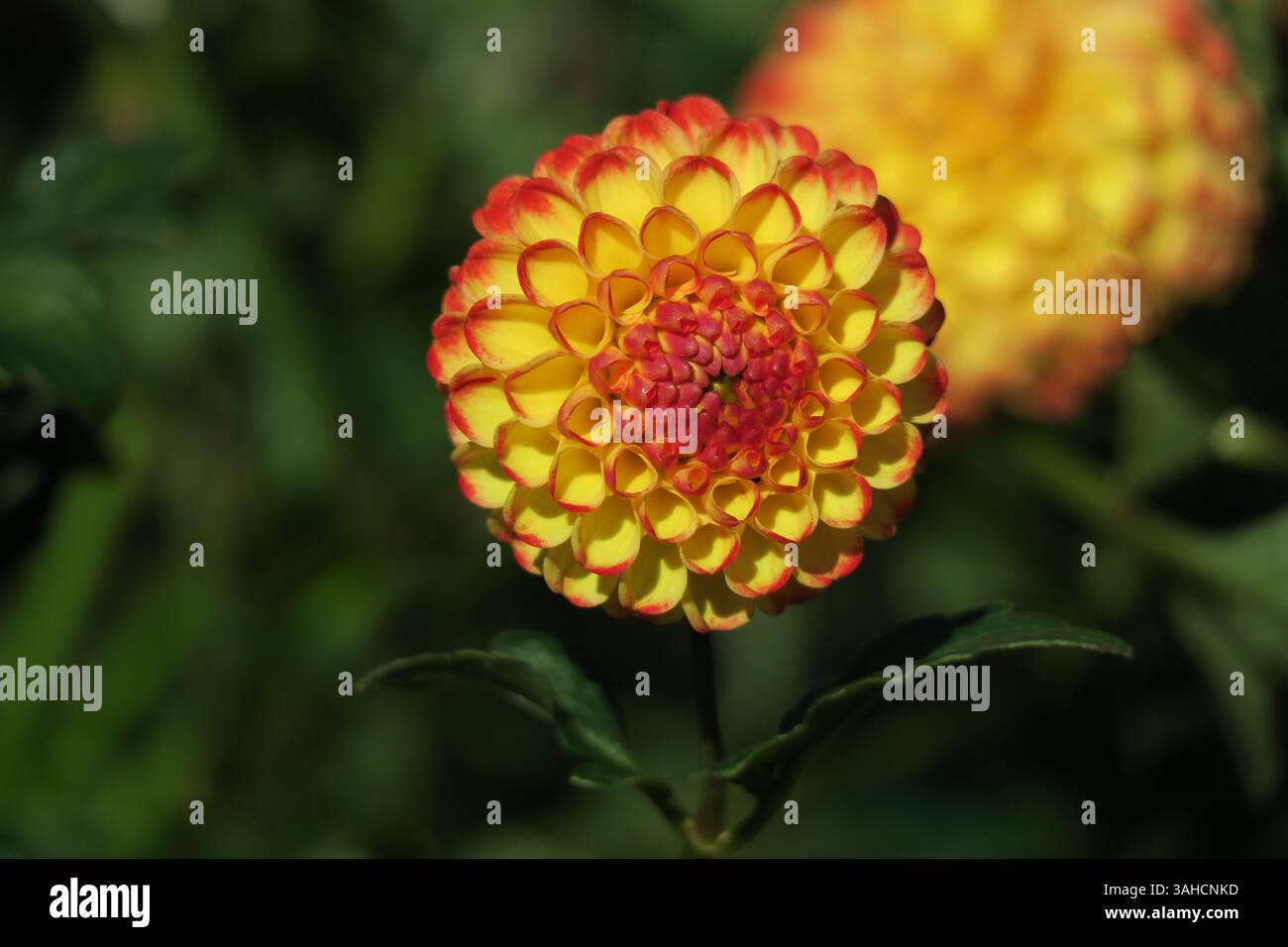 A radiant yellow and crimson dahlia, a captivating spectacle in a ...