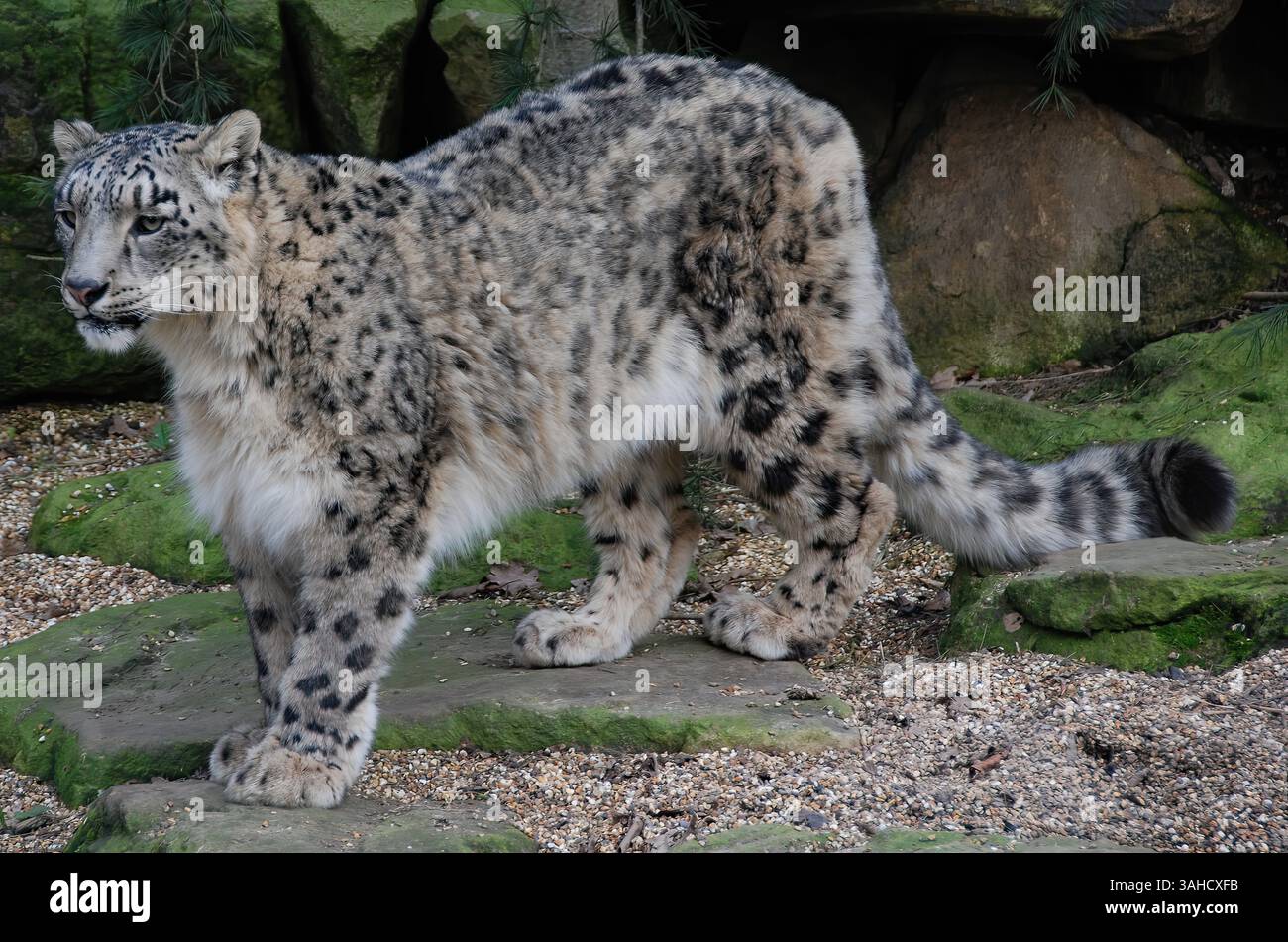 Beautiful powerful white leopard hi-res stock photography and images ...