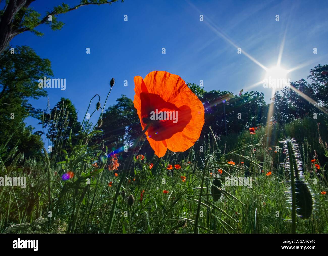 Vibrant red poppy flower backlit by the sun in a lush summer meadow ...